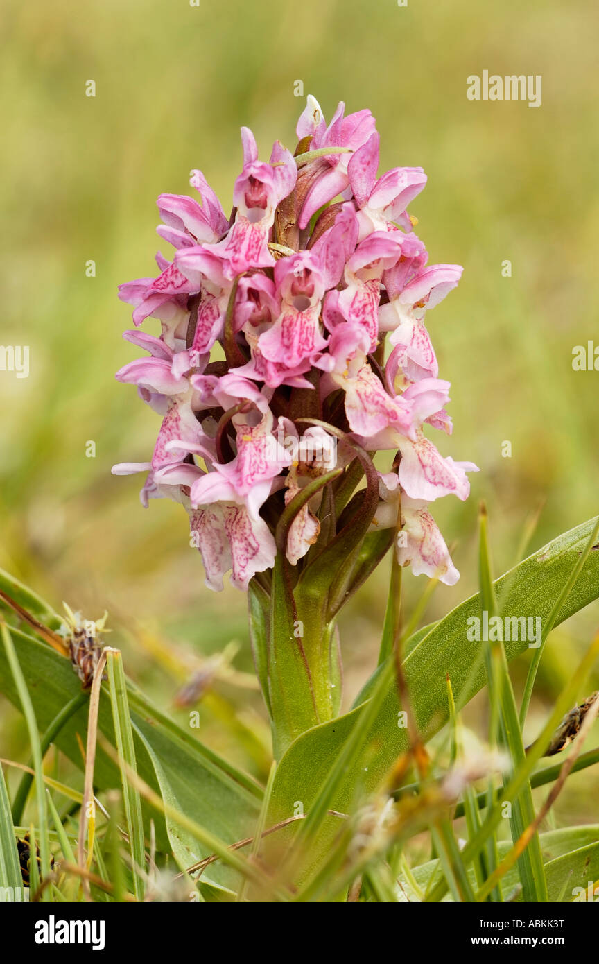 Early Marsh Orchid Dactylorhiza incarnata Stock Photo - Alamy