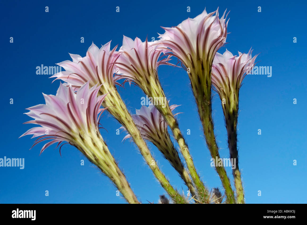 Sea Urchin Cactus Echinopsis Stock Photo - Alamy