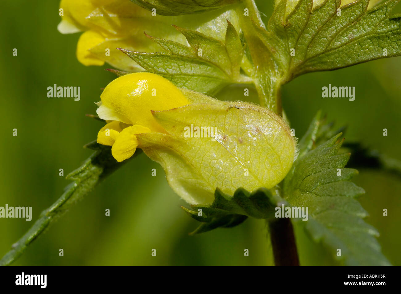 Yellow Rattle Rhinanthus minor Stock Photo - Alamy