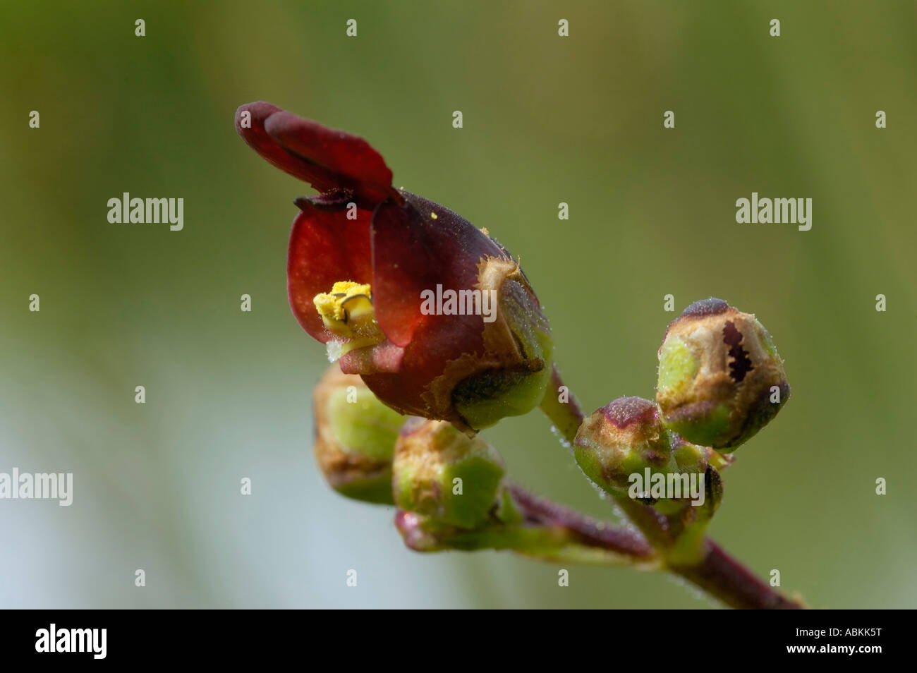 Water Figwort Scrophularia auriculata Stock Photo - Alamy