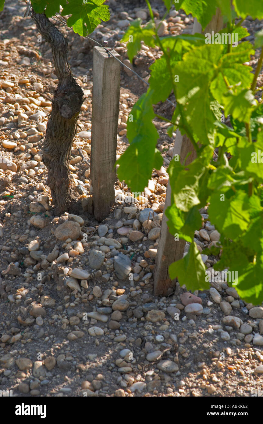 Gravel Soil Wine High Resolution Stock Photography and Images - Alamy