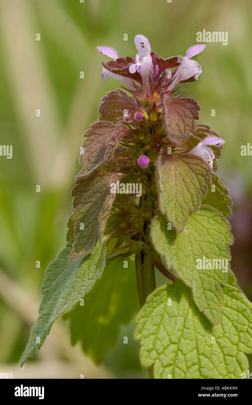 Red Dead nettle Lamium purpureum Stock Photo - Alamy