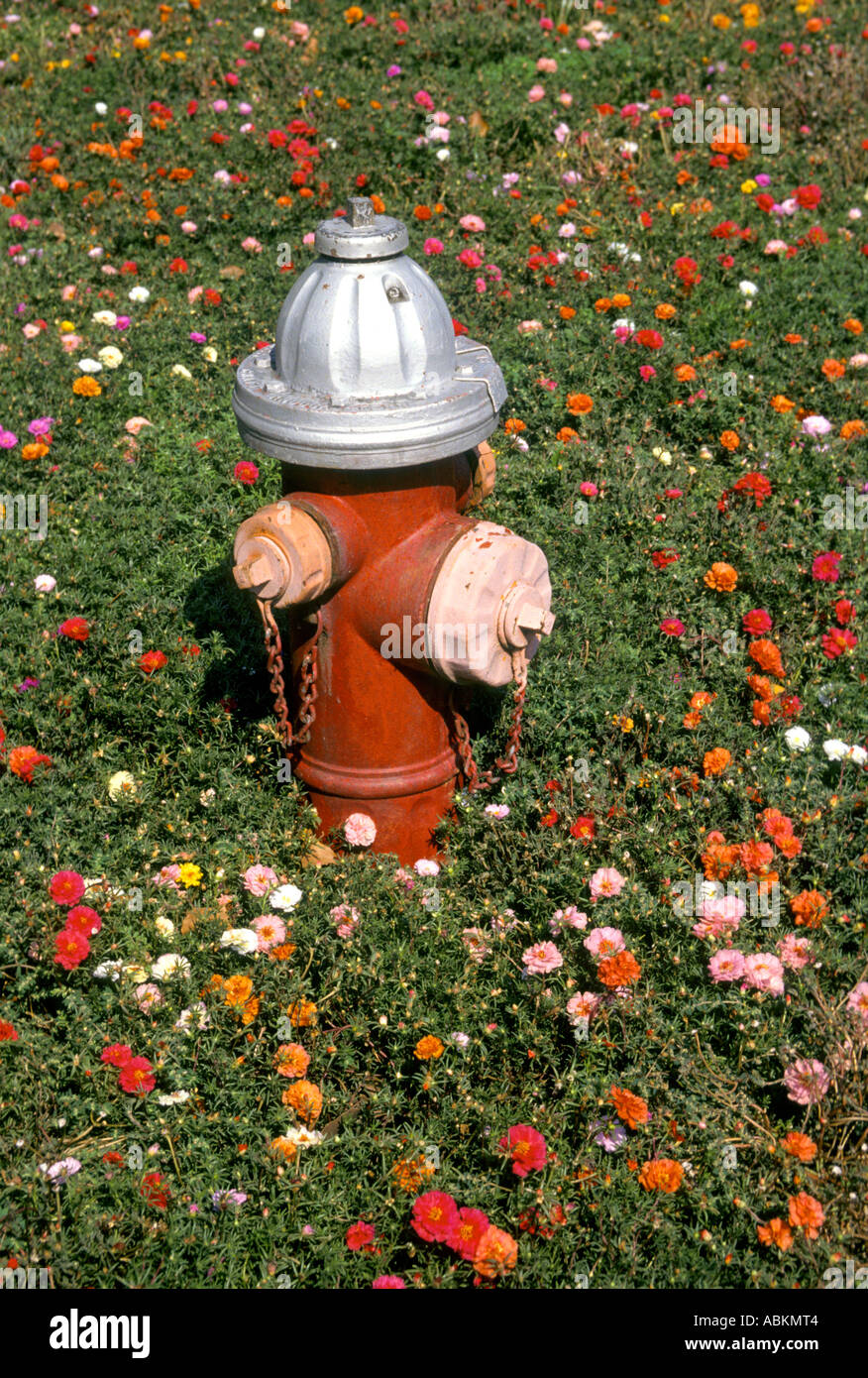 Flowers decorate a fire hydrant Stock Photo - Alamy