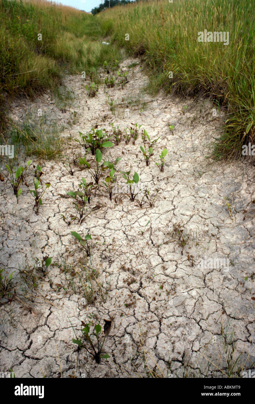 Drought cracked mud corn hi-res stock photography and images - Alamy