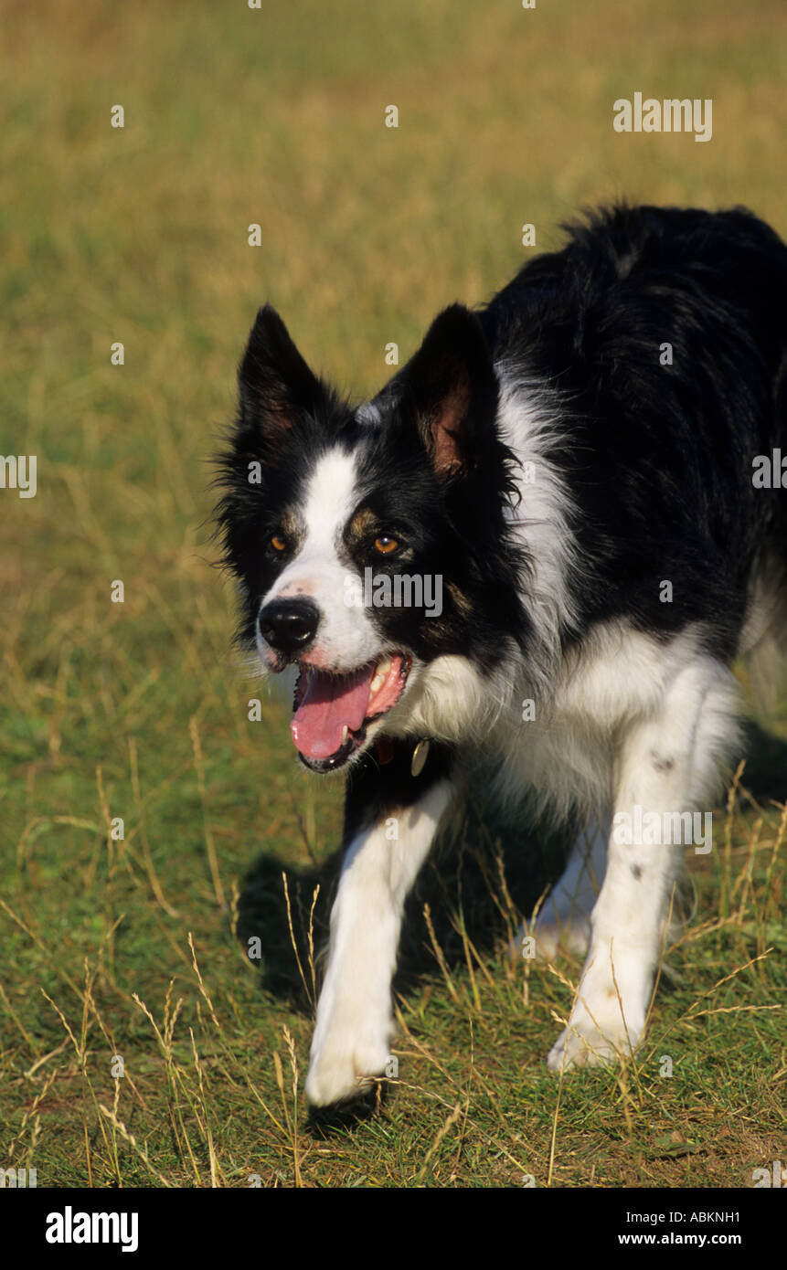 Border collie Anglesey North Wales UK Stock Photo - Alamy