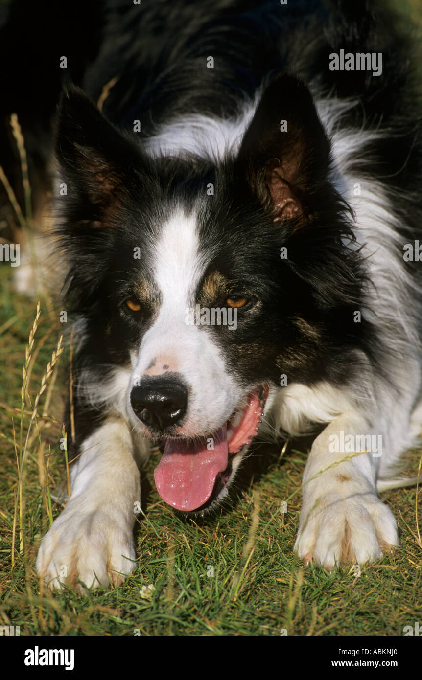 Border collie Anglesey North Wales UK Stock Photo - Alamy