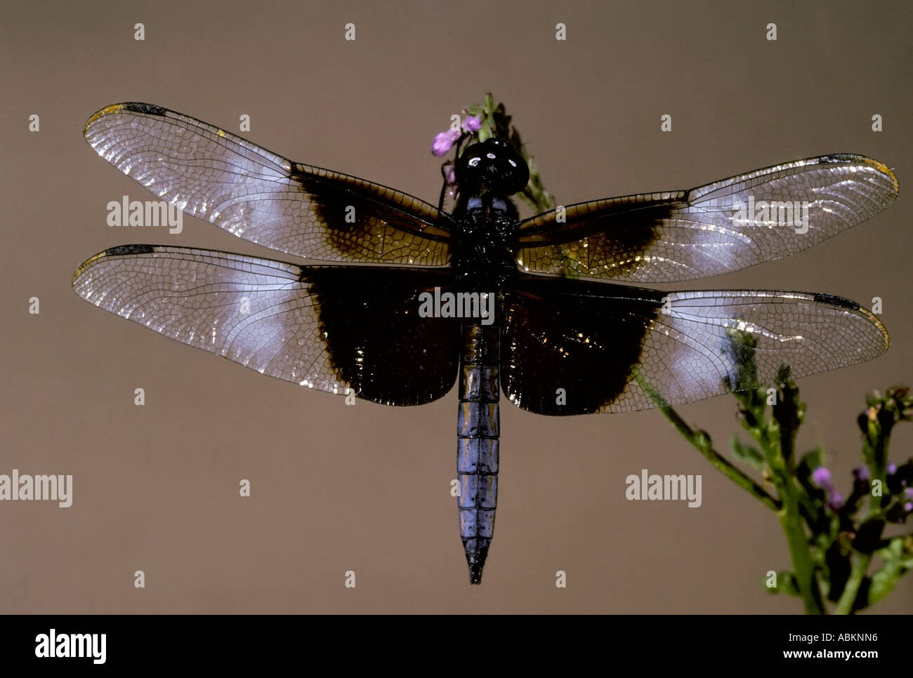 Common Dragon Fly Stock Photo - Alamy