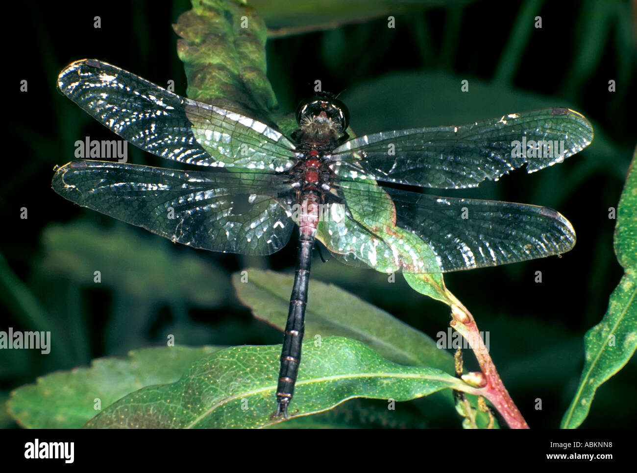 Common Dragon Fly Stock Photo - Alamy