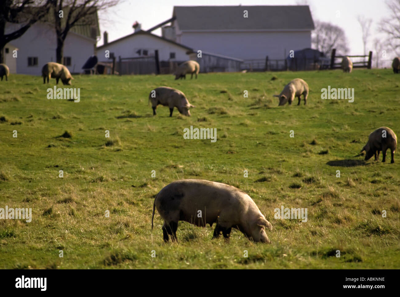 Pig planter hi-res stock photography and images - Alamy