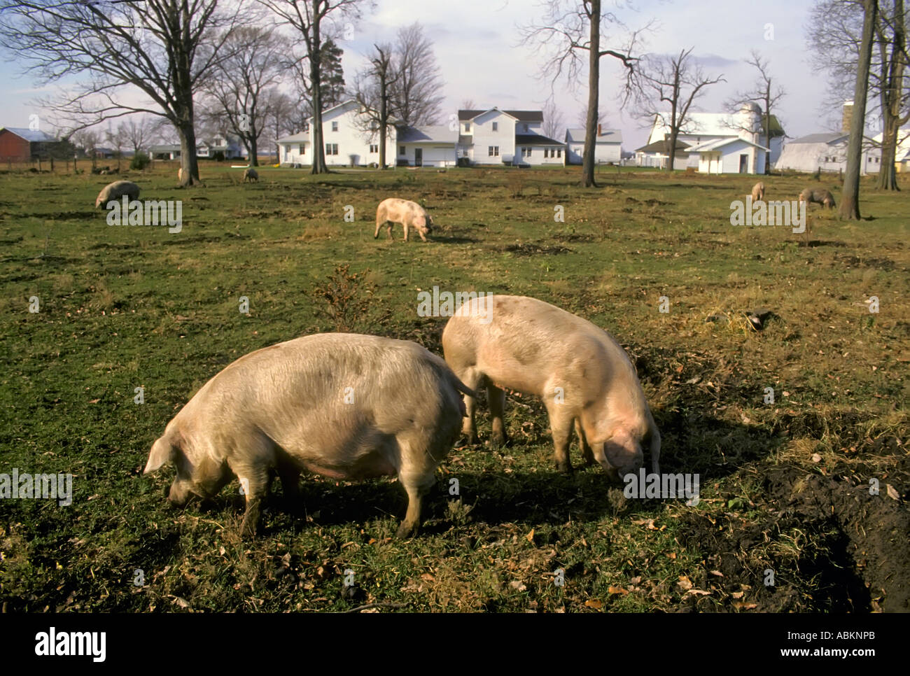 Pig planter hi-res stock photography and images - Alamy