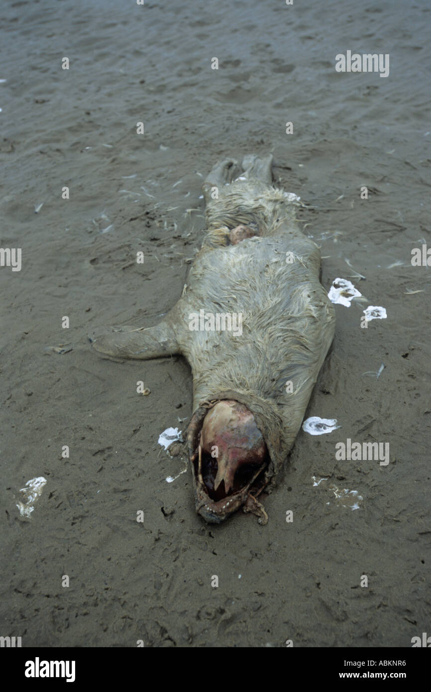 Dead coats hi-res stock photography and images - Alamy
