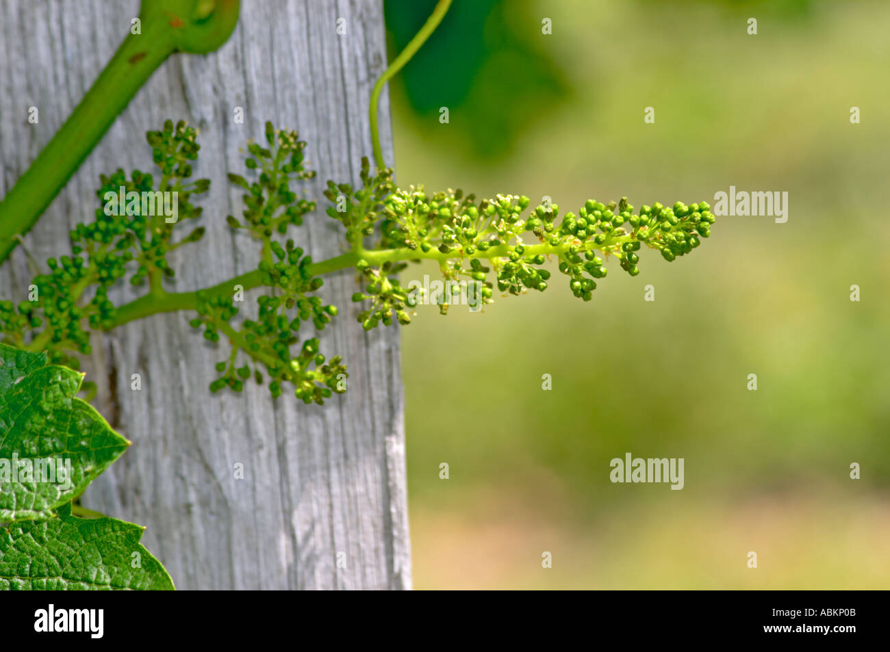 A bunch of grapes flower buds, some of the buds are breaking into ...