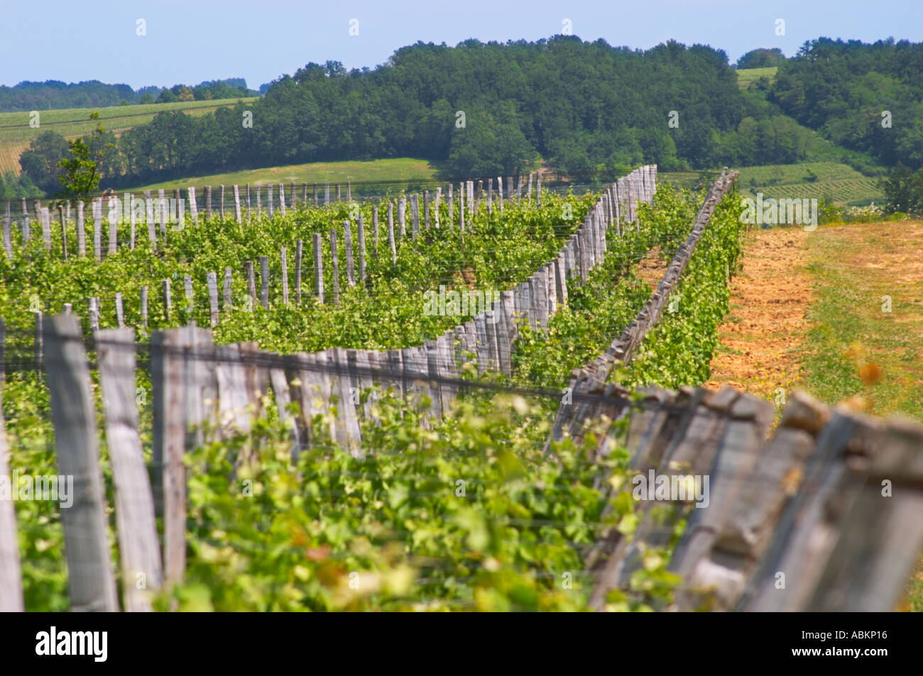 The vineyard with vines and wooden stakes with wires to support the ...
