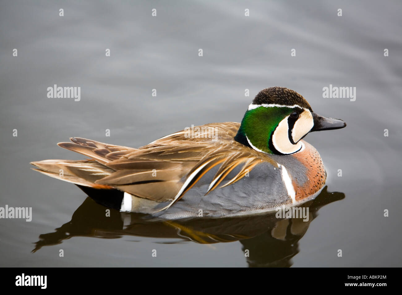 Baikal teal anas formosa hi-res stock photography and images - Alamy