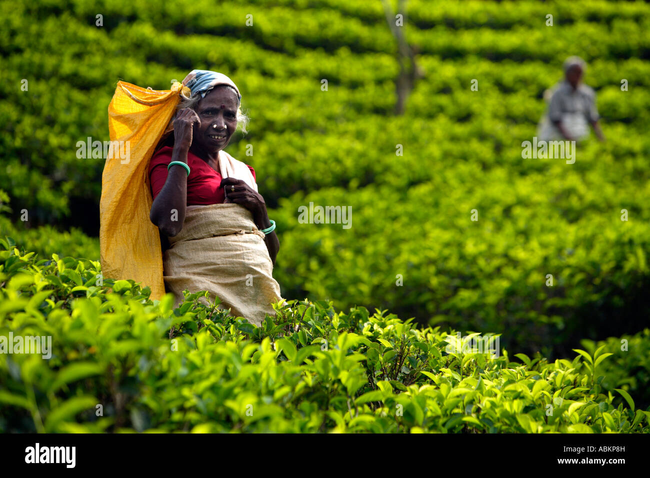 Hatton sri lanka tea food hi-res stock photography and images - Alamy