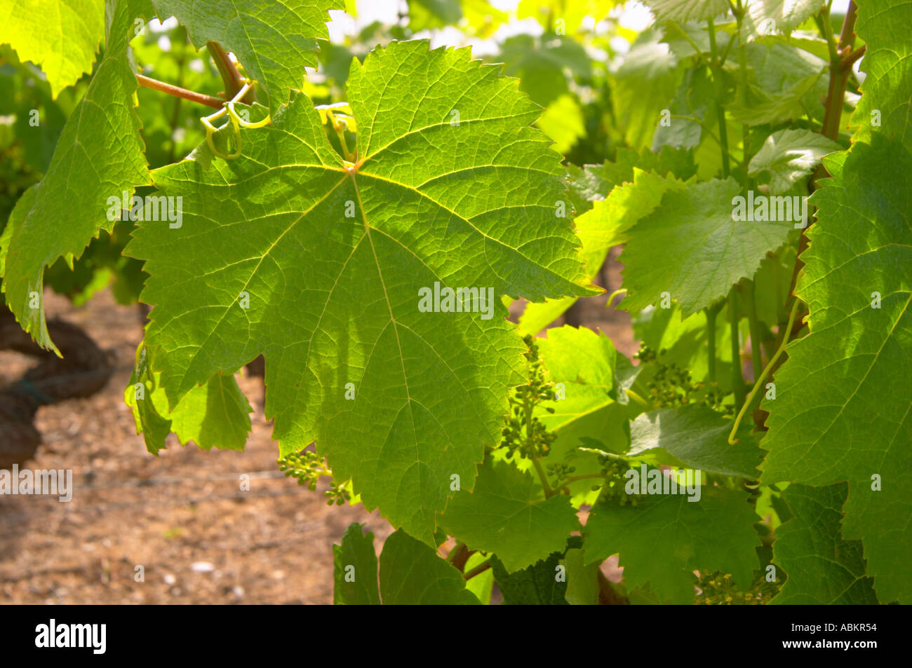 A Malbec vine with a leaf that is backlit. the leaf has lobes that are ...