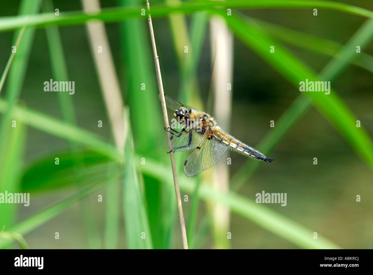 Four Spotted Chaser Dragonfly resting on reeds Stock Photo - Alamy