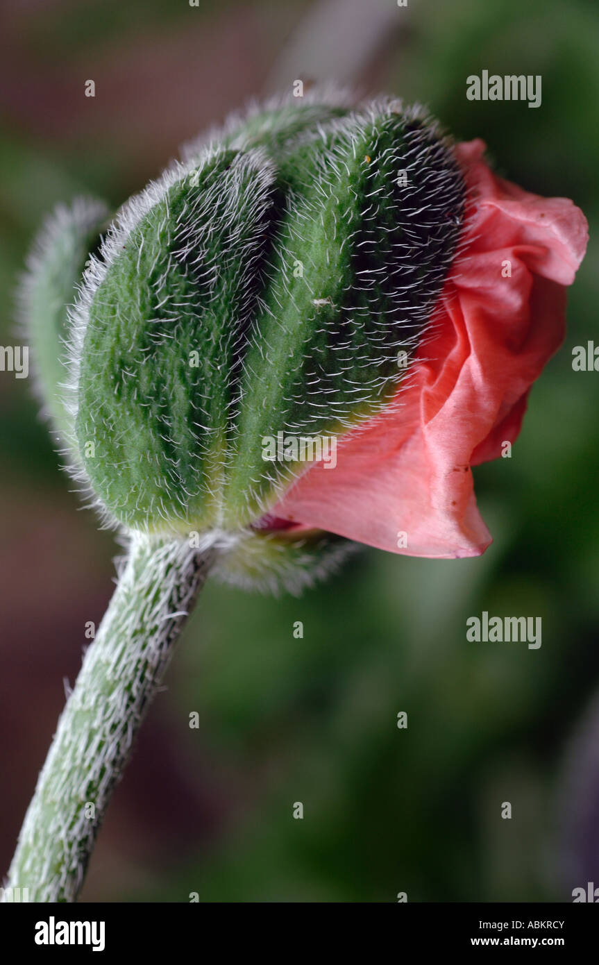 Poppy head in English garden; bud about to burst, red and green Stock ...