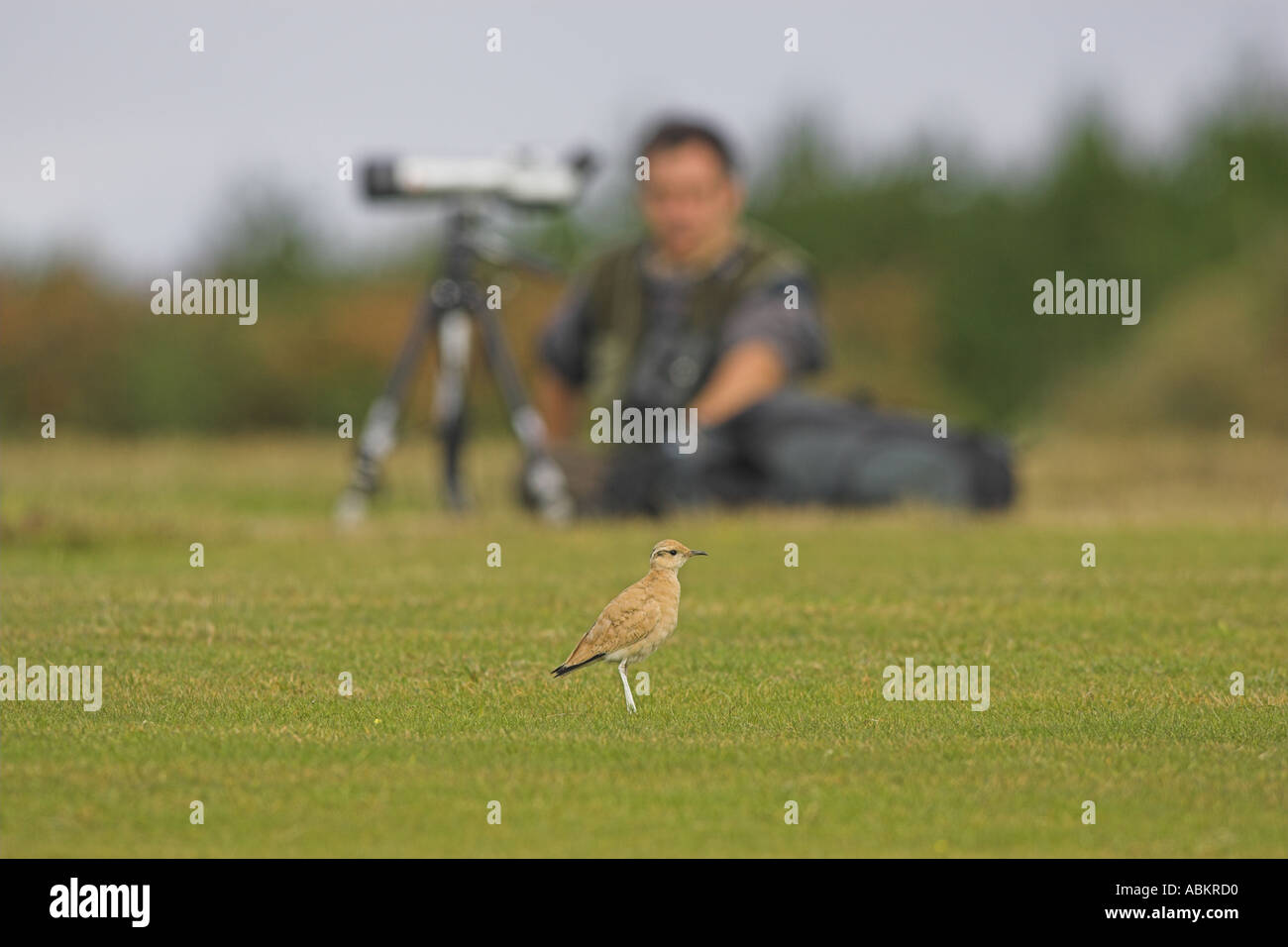 Cream-coloured Courser (Cursorius cursor) with birdwatcher, on St Mary ...