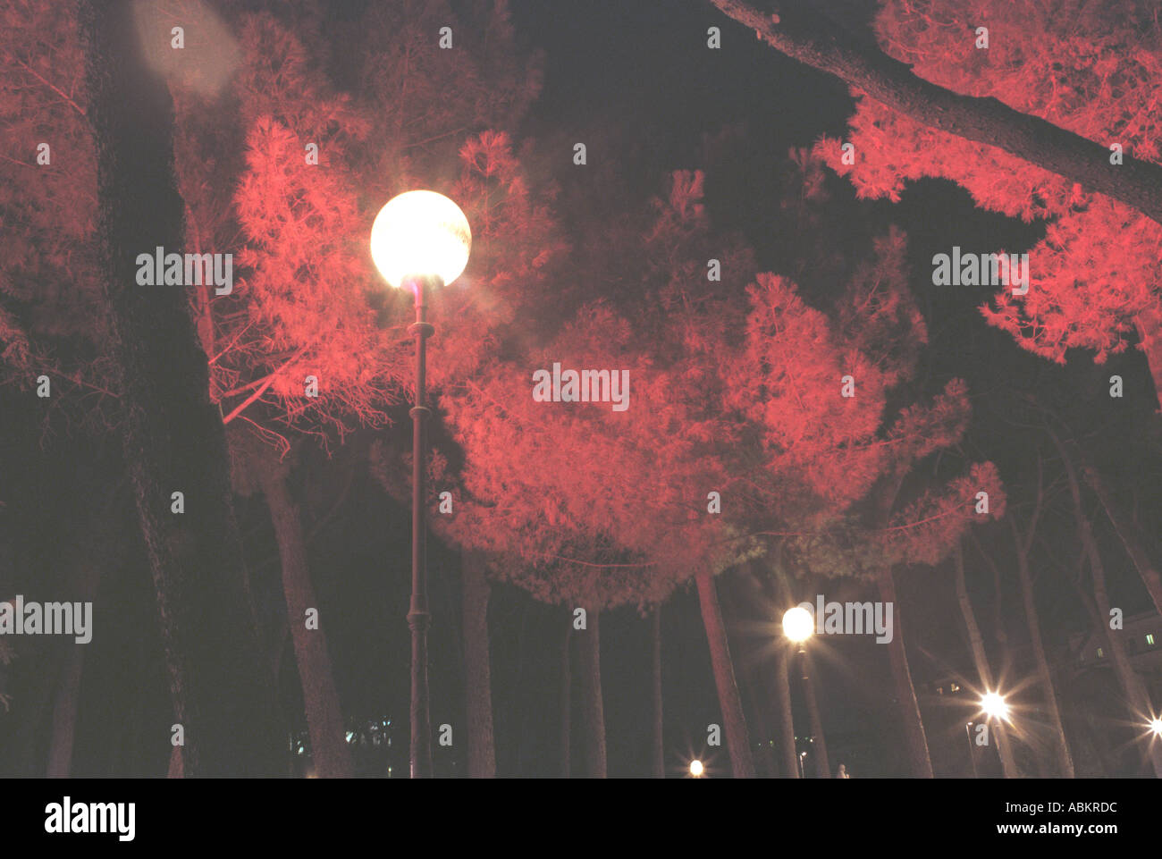 woods lit by red dramatic street lights at night Stock Photo - Alamy