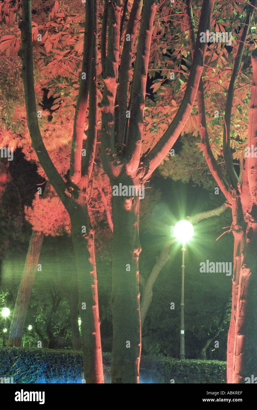 woods lit by red dramatic street lights at night Stock Photo - Alamy