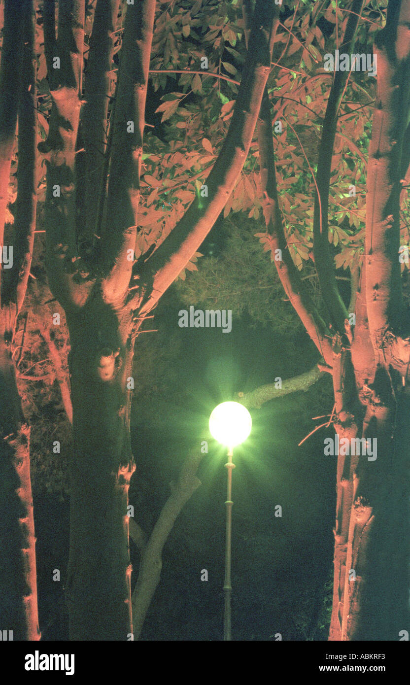 woods lit by red dramatic street lights at night Stock Photo - Alamy