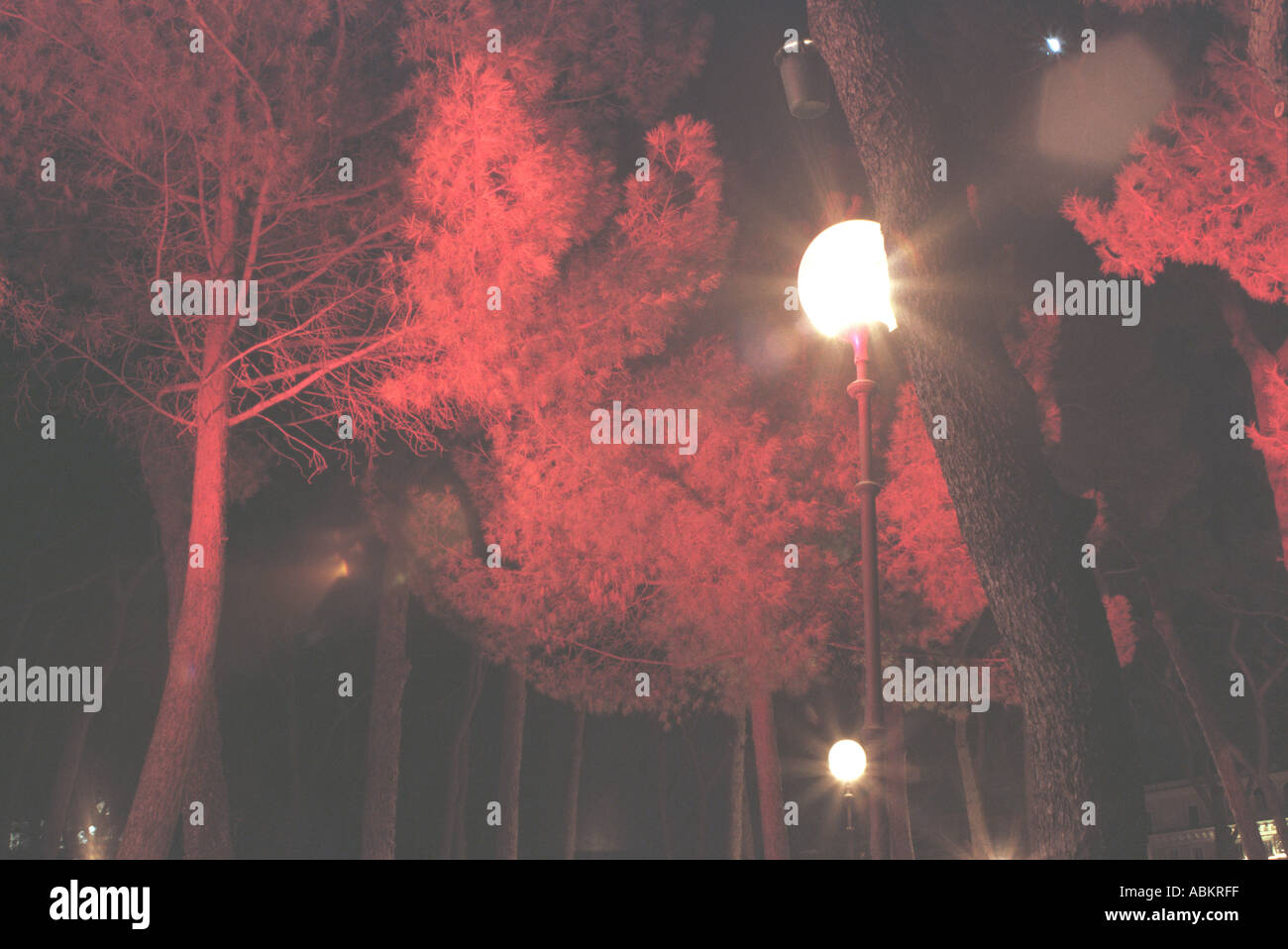 woods lit by red dramatic street lights at night Stock Photo - Alamy