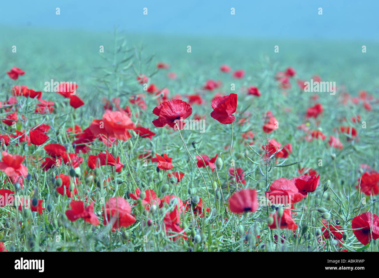 English poppy hi-res stock photography and images - Alamy