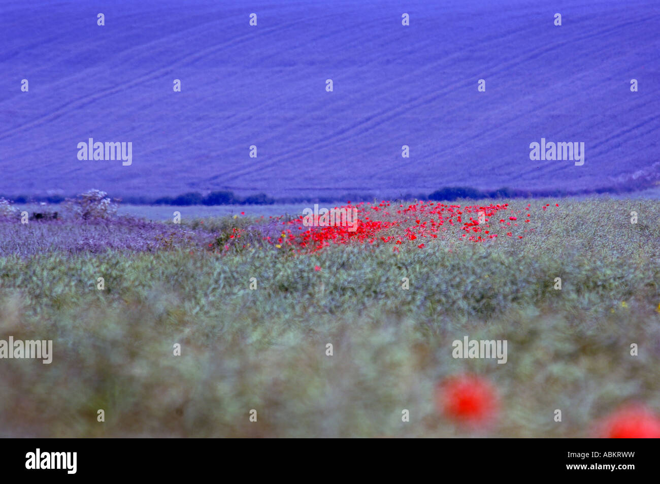 Poppy field in the English country side Stock Photo - Alamy