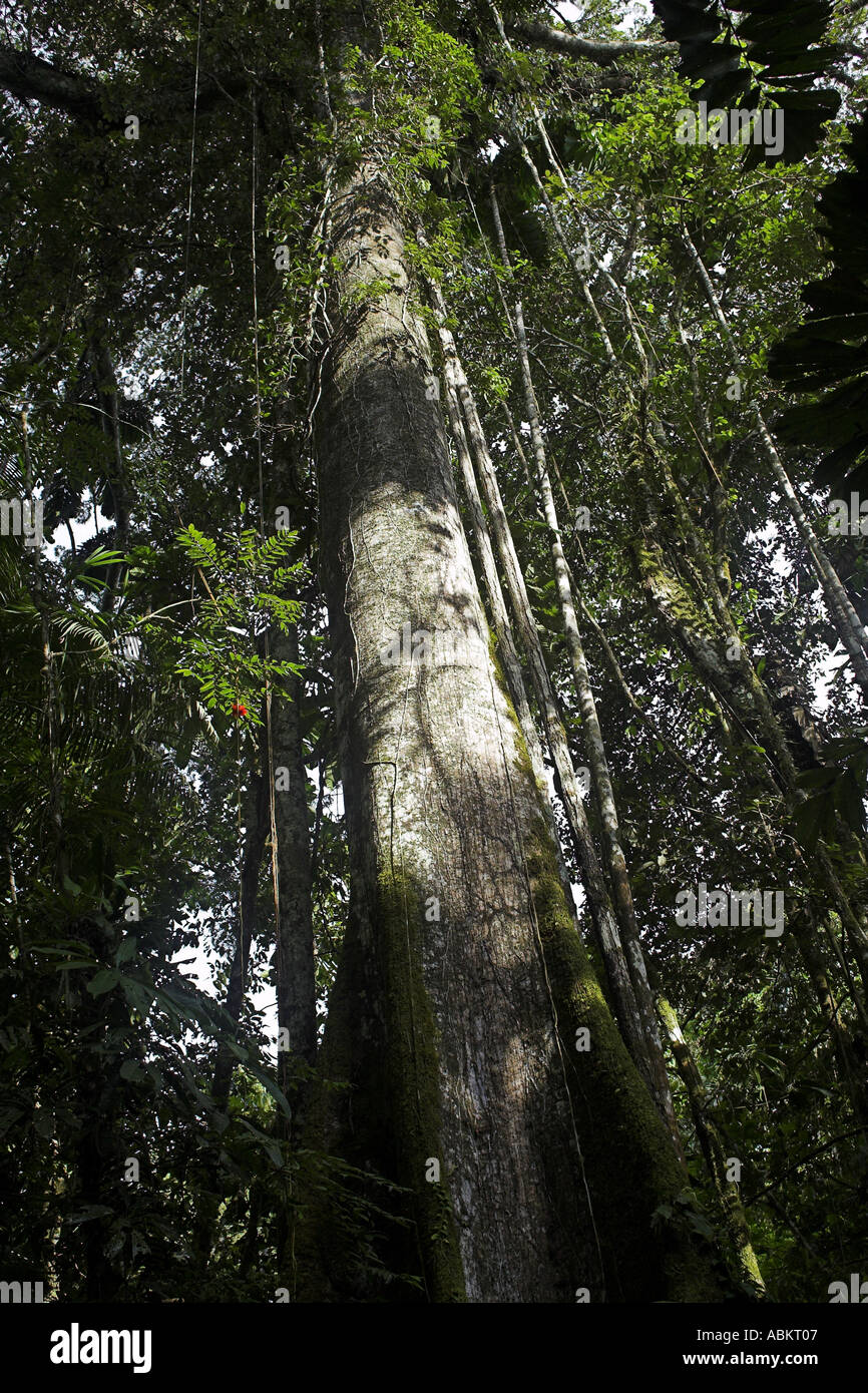Kapok tree (Ceiba pentandra), Upper Amazon, Ecuador, November Stock ...