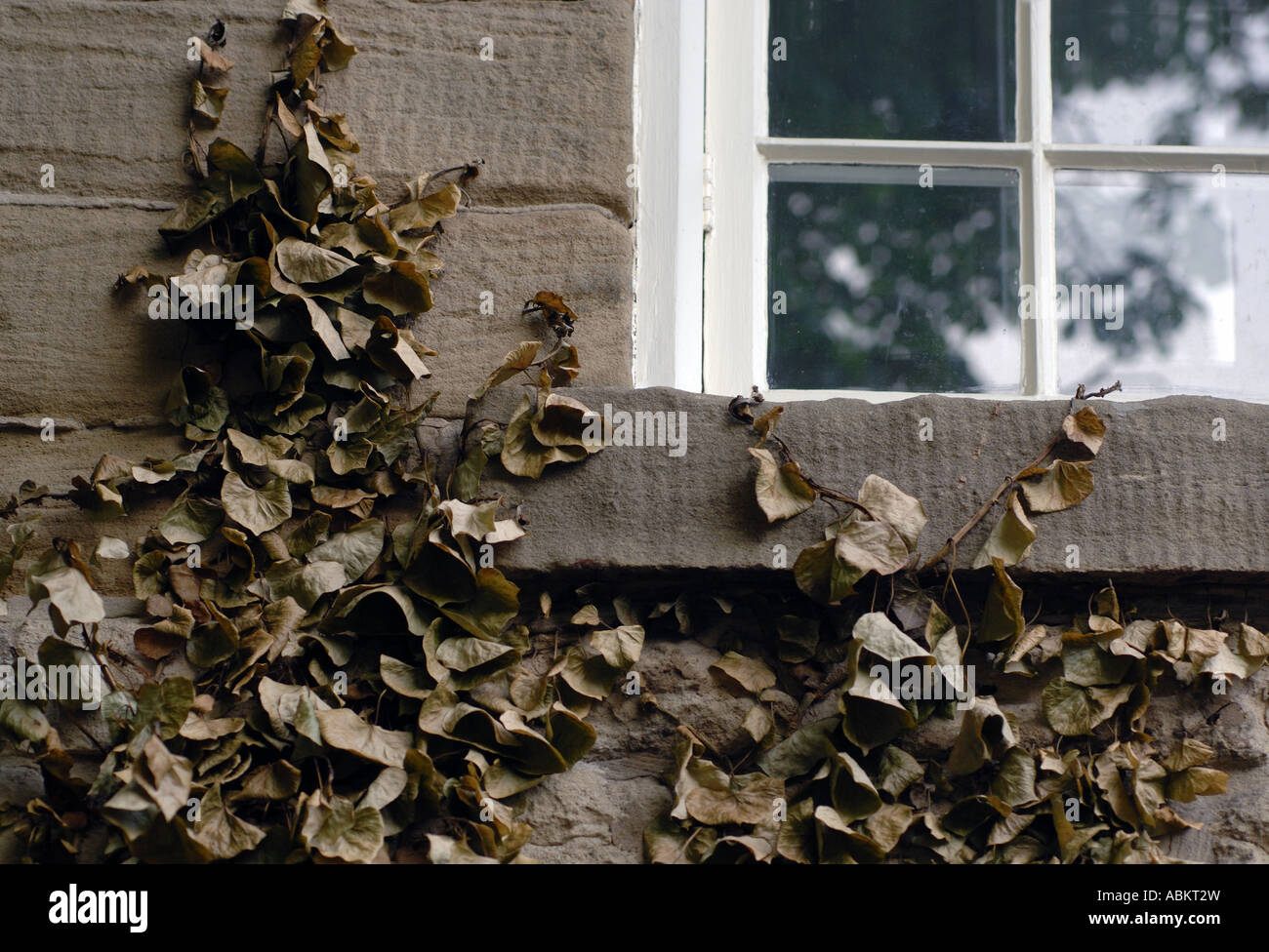 Dead ivy leaves hi-res stock photography and images - Alamy