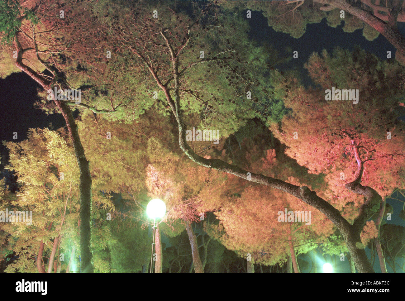 woods lit by red dramatic street lights at night Stock Photo - Alamy