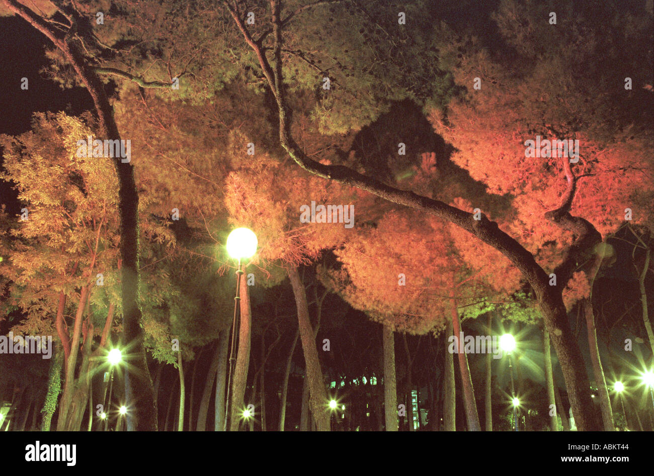 woods lit by red dramatic street lights at night Stock Photo - Alamy