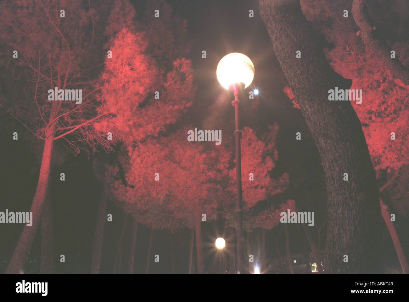 woods lit by red dramatic street lights at night Stock Photo - Alamy