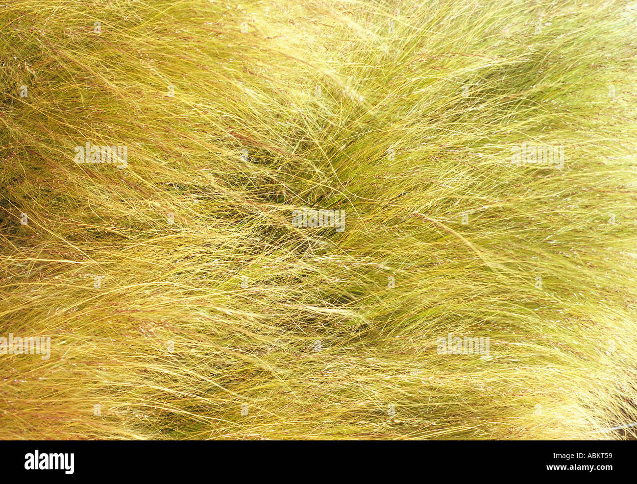 Gramineous Plants High Resolution Stock Photography and Images - Alamy