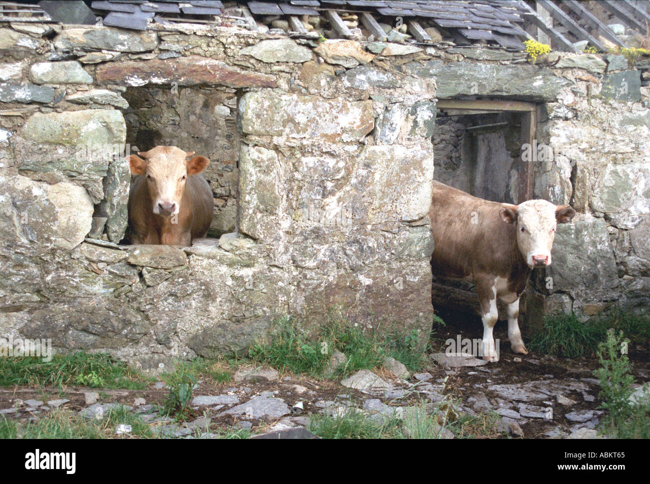 two cows in doorway and window of derelict house Stock Photo - Alamy