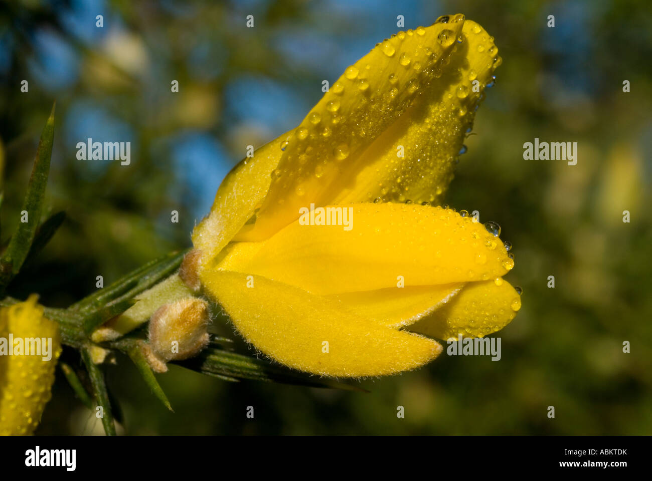 Common Gorse Ulex europaeus Stock Photo - Alamy
