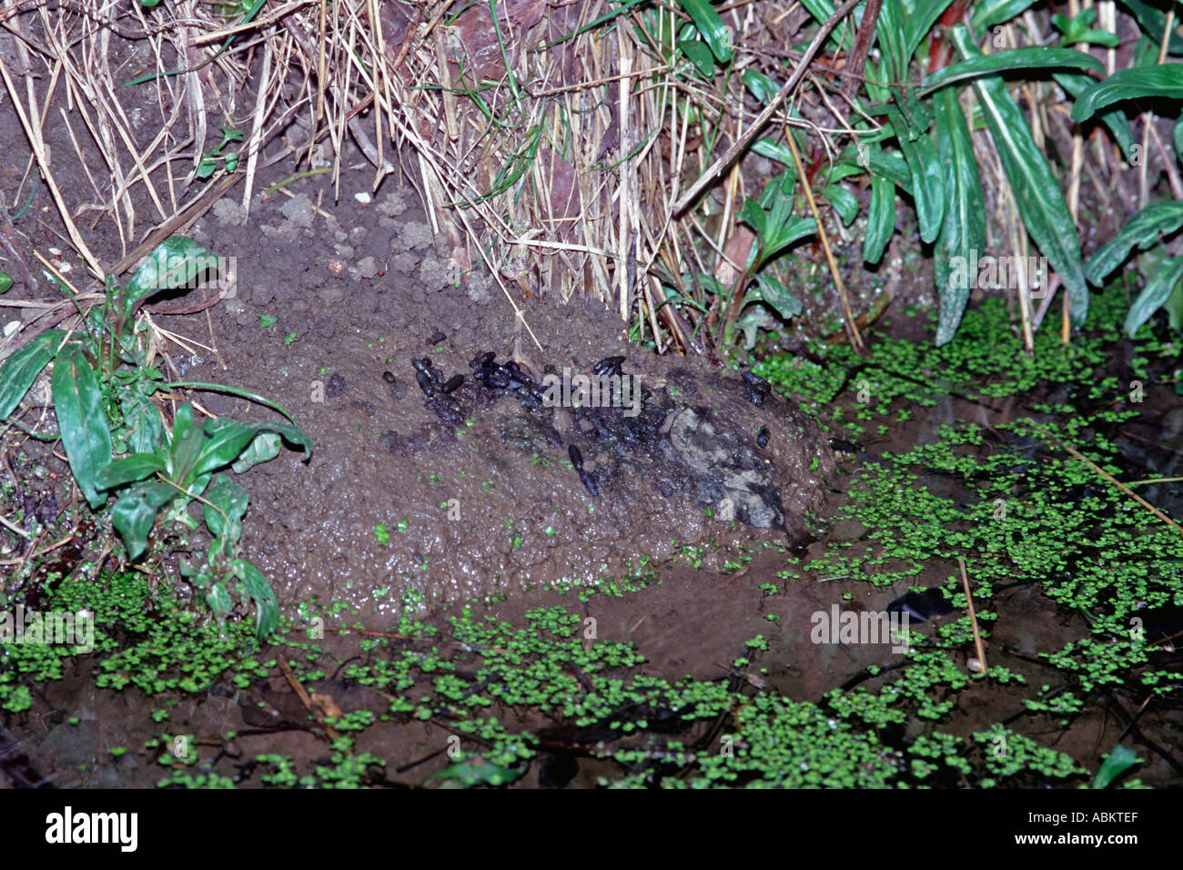 Latrine england hi-res stock photography and images - Alamy