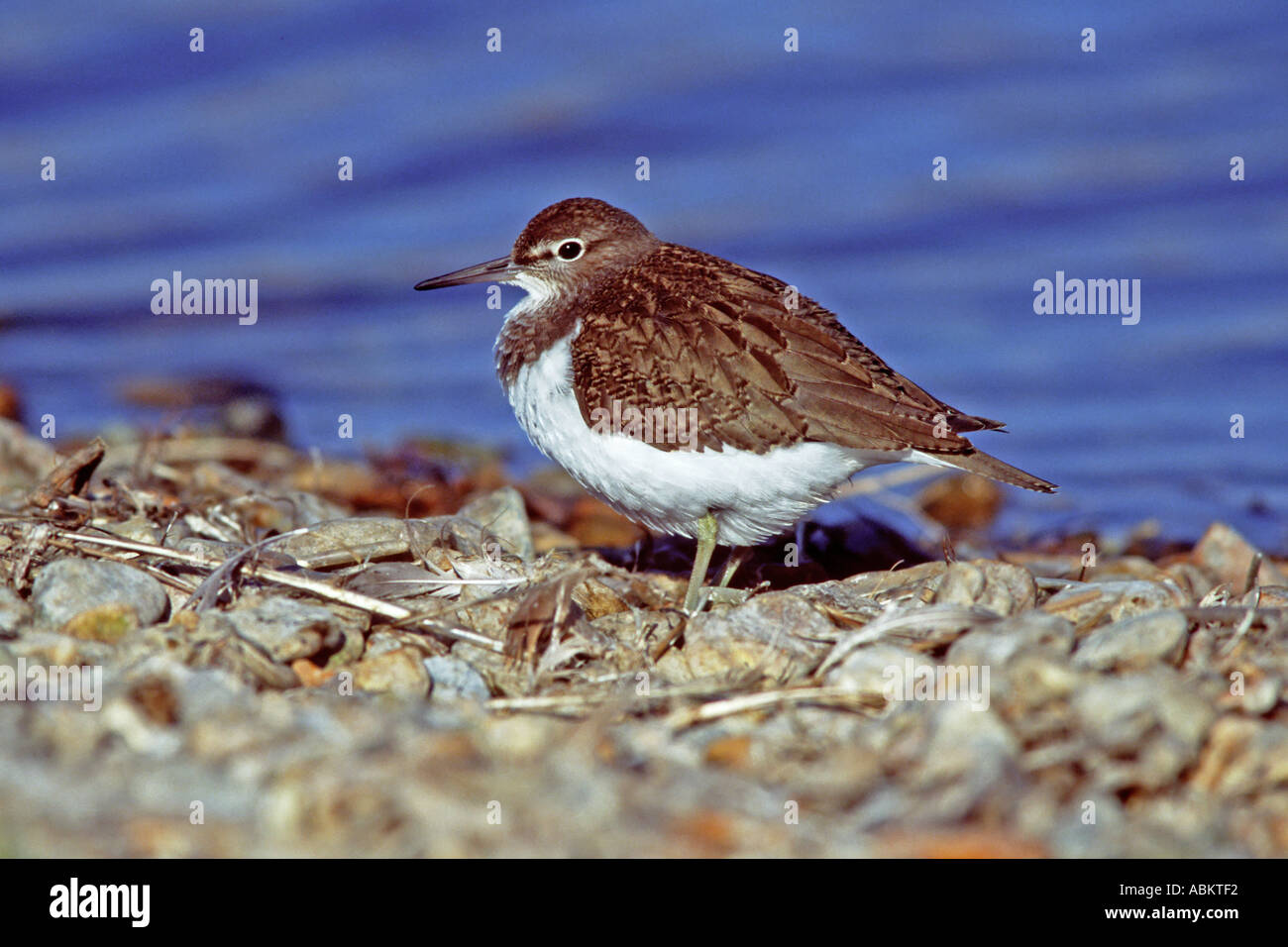 Common Sandpiper (Actitis hypoleucos), Norfolk, UK August Stock Photo ...