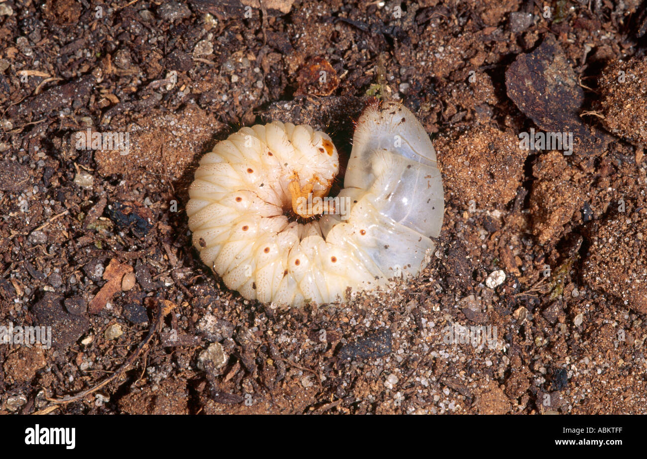 Scarab Beetle Larvae