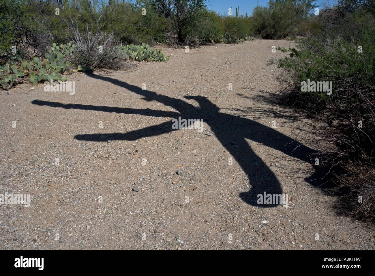 Saguaro Cactus Shadow in Desert Wash Carnegiea gigantea Sonoran Desert ...