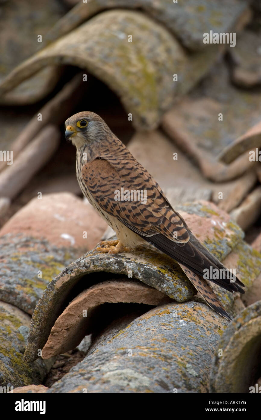 Lesser Kestrel Falco naumanni Spain IUCN Vulnerable Female Stock Photo ...