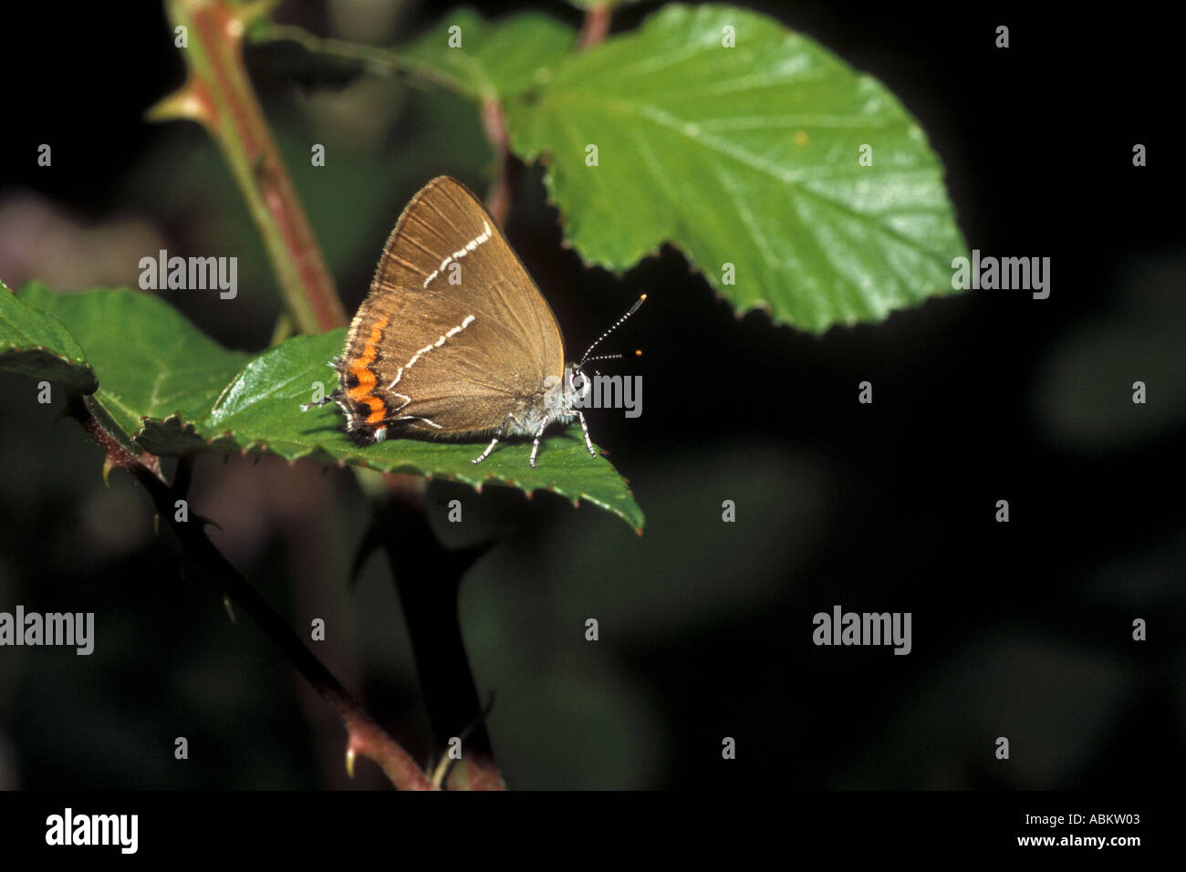 White letter Hairstreak (Satyrium w album), Essex, England, UK July ...