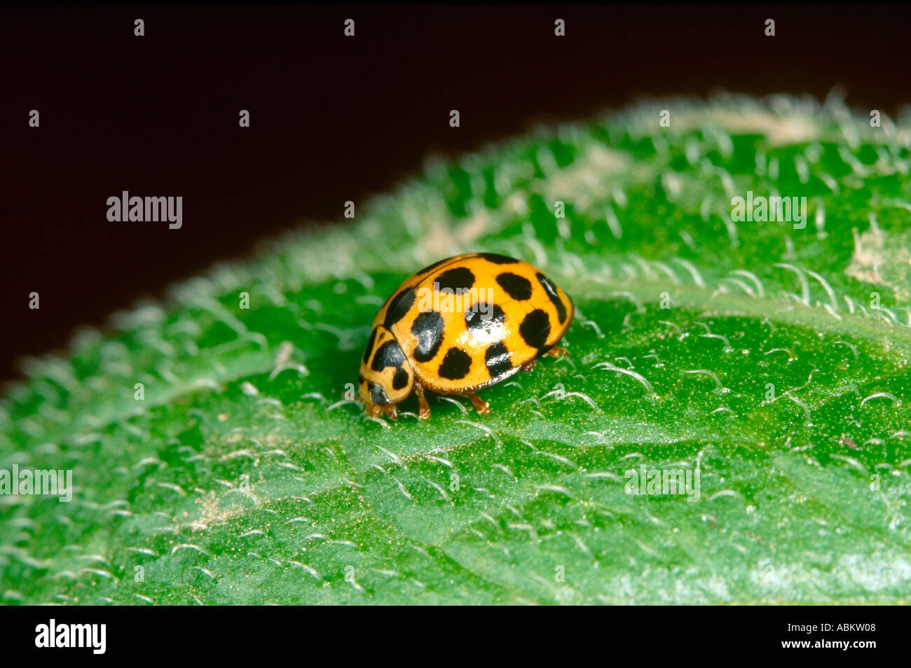 Common ladybird hi-res stock photography and images - Alamy