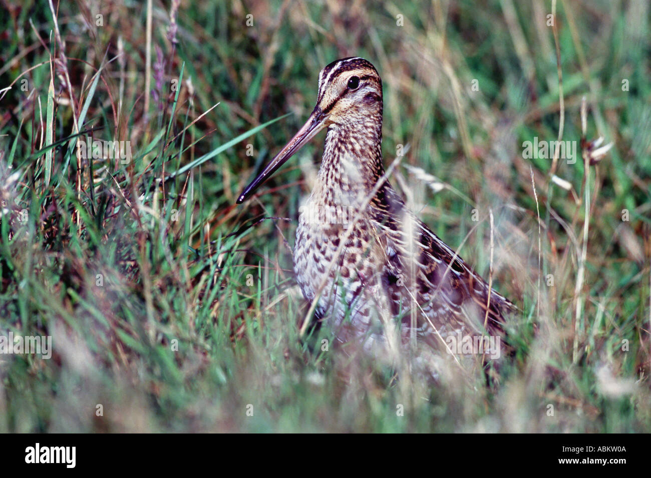 Great snipe hi-res stock photography and images - Alamy