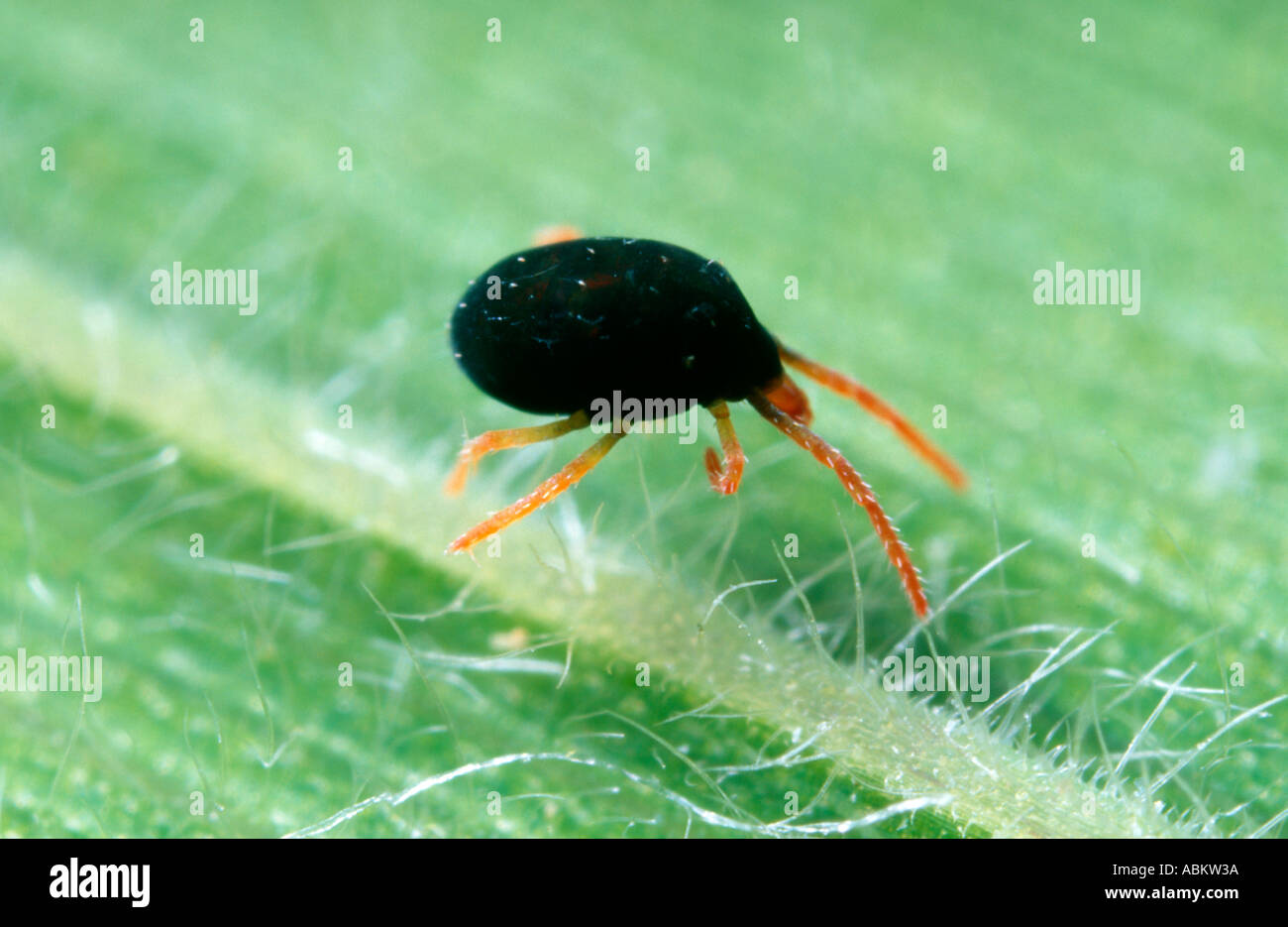 Red legged earth mite super close-up Stock Photo - Alamy