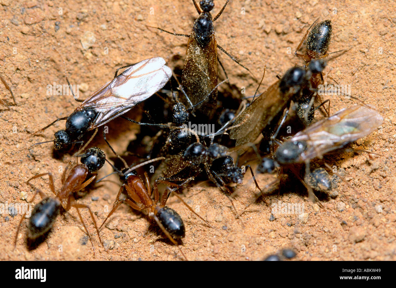 Sugar ants hi-res stock photography and images - Alamy