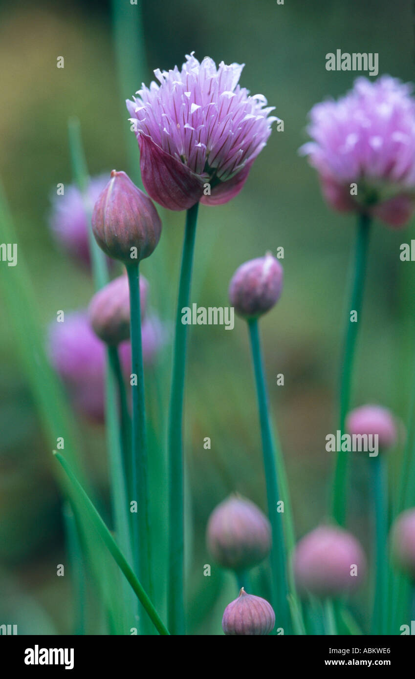 Flowering chives macro hi-res stock photography and images - Alamy