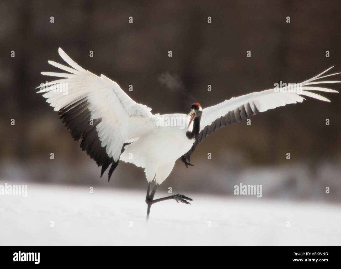 Japanese Red crowned Crane Stock Photo - Alamy