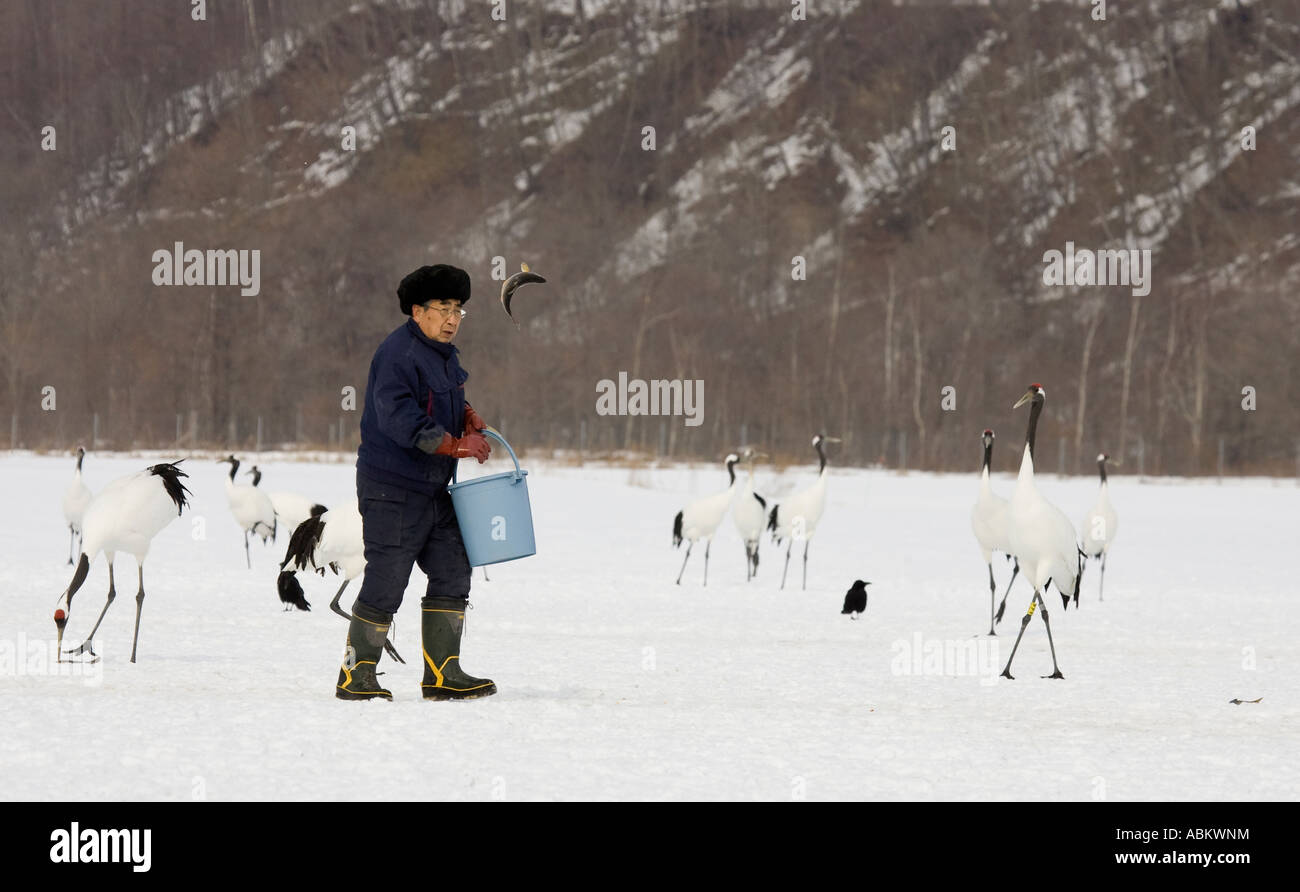 Man feeding fish to japanese red crowned cranes hi-res stock ...